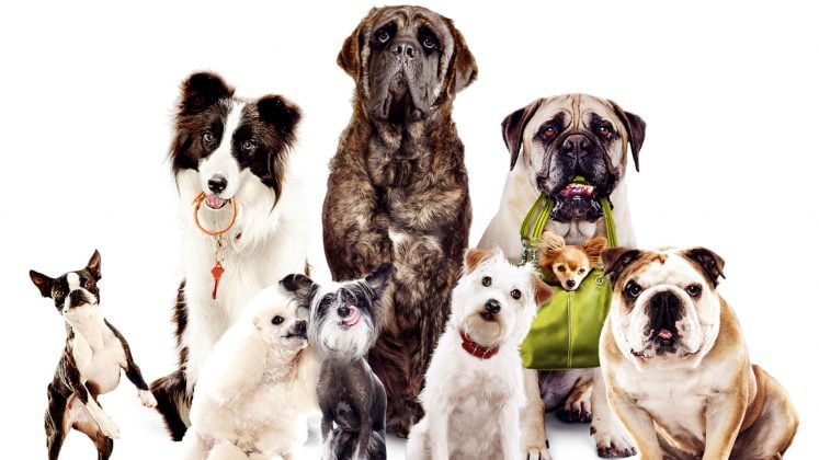 Familia Canis Lupus - lista completă a tuturor raselor de câini ...