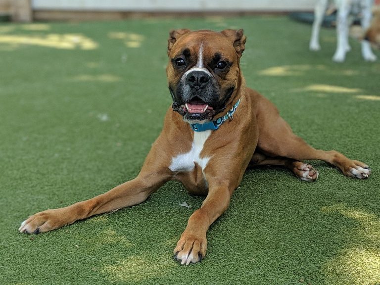 Iată de ce rasa de câini Boxer este atât de populară - Familist.ro