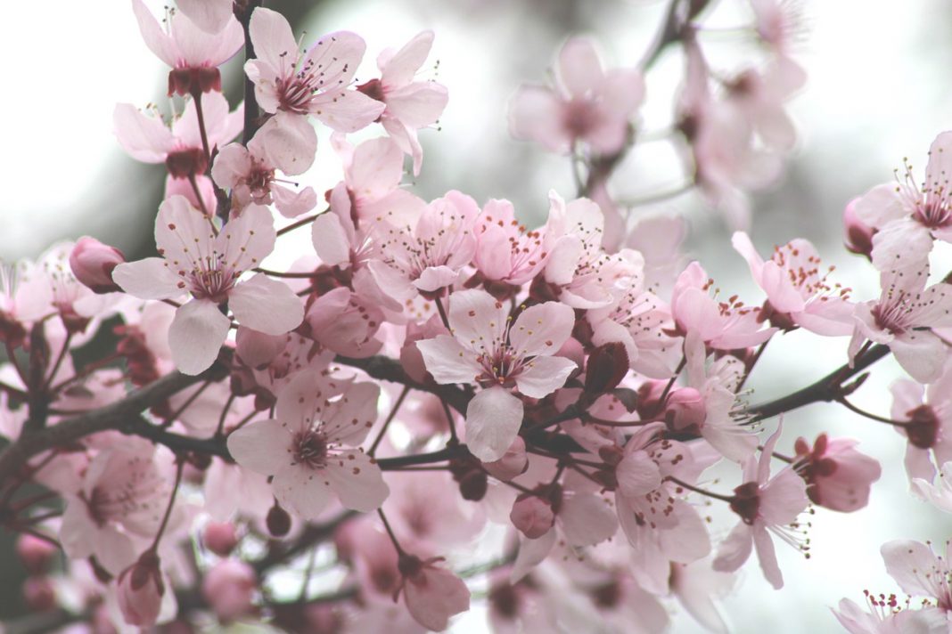Florile de cireș - o tradiție de 1000 de ani în cultura japoneză ...