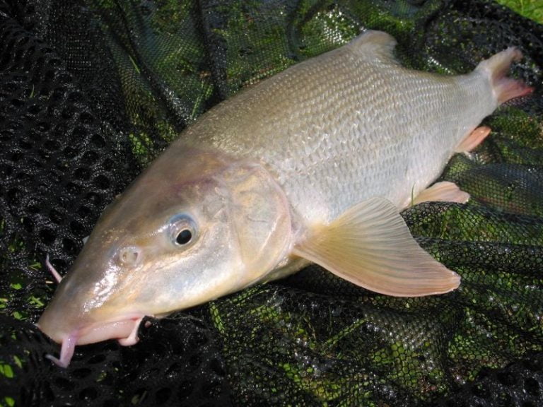 Dificultăți în prinderea speciei de pește Mreana - Familist.ro