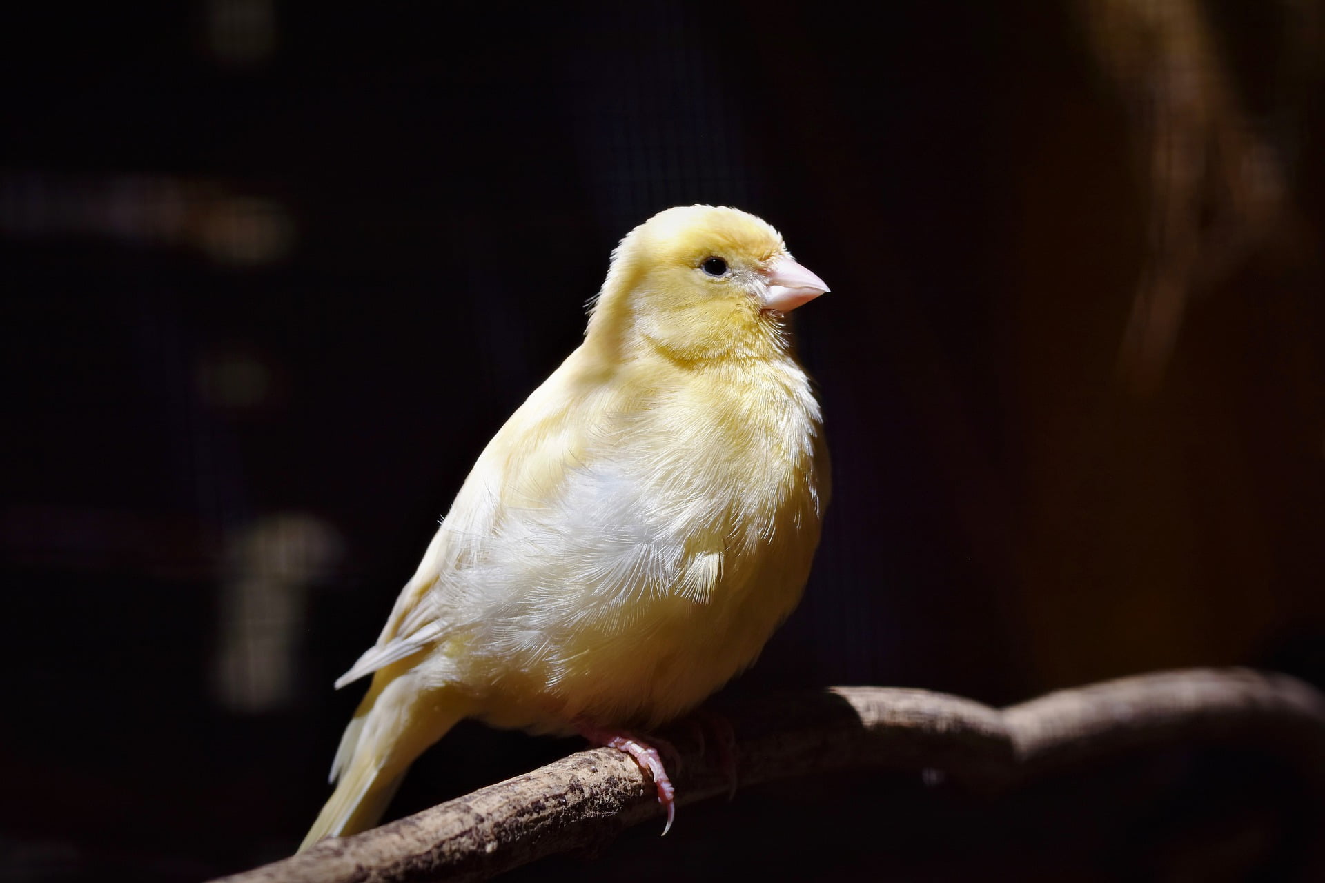 34 de specii de canari și particularitățile acestora - Familist.ro