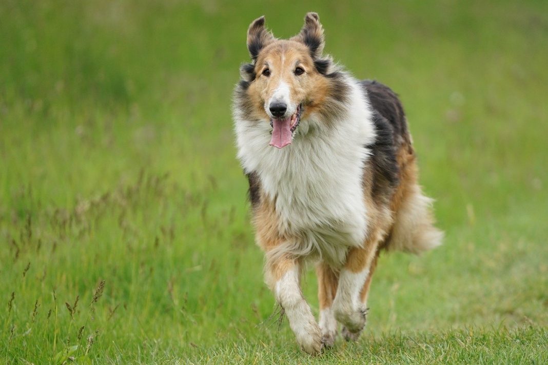 Collie cu par lung - rasa de câine care a devenit cunoscută datorită ...