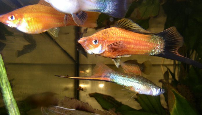 Xifo - peștele de acvariu recomandat acvariștilor începători - Familist.ro