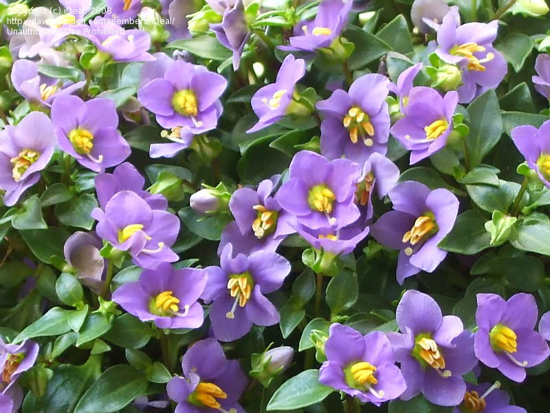 Planta de apartament decorativă - Exacum affine (Violeta persana ...