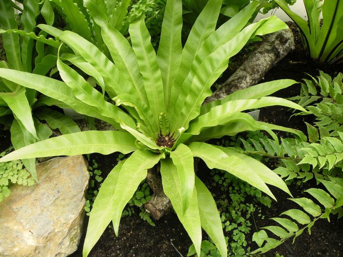 Plante de apartament - Asplenium nidus (Limba cerbului), originară din ...
