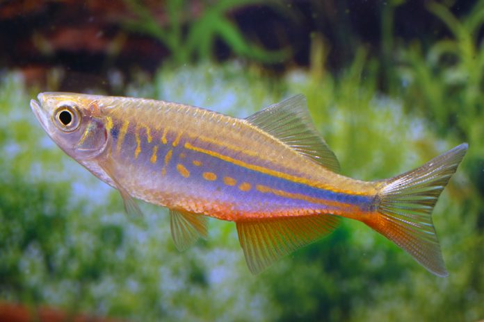 Pești de acvariu tropicali: Devario malabaricus sau “peștele jandarm ...