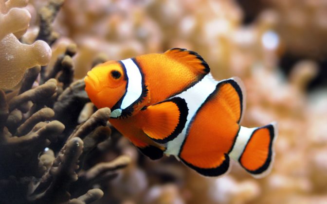 Specii de pești de acvariu: Amphiprion percula sau clovnul percula, cu ...