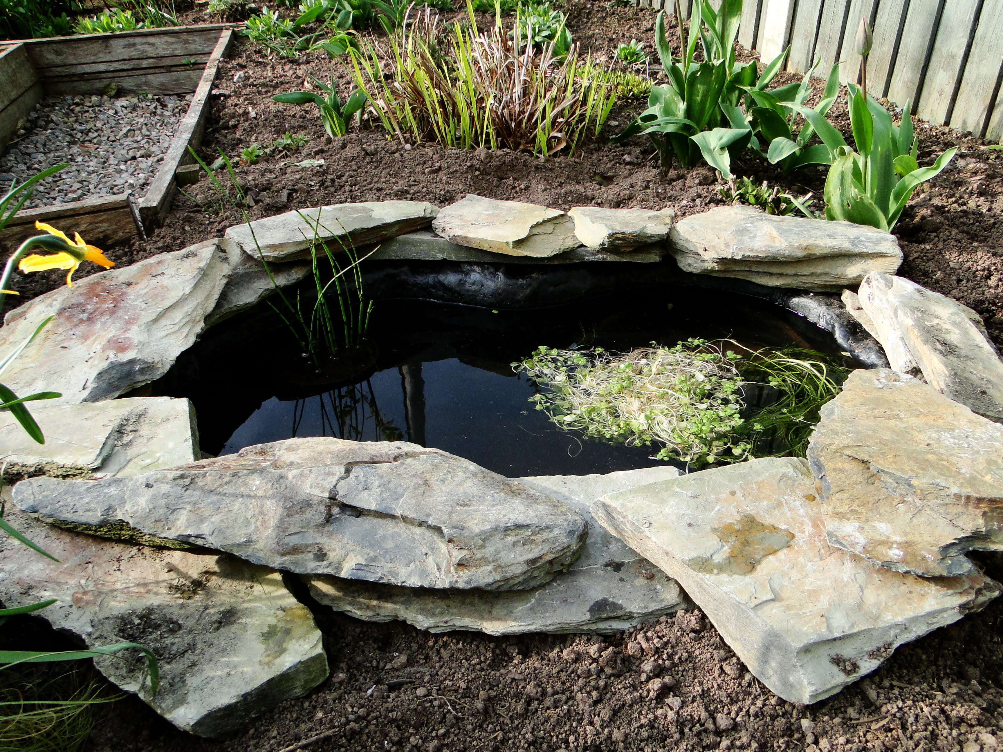 Amenajează un iaz perfect în grădina ta ținând cont de aceste sfaturi ...