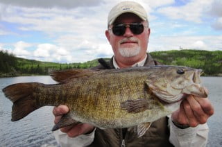 Bibanul american, vezi caracteristicile acestei specii - Familist.ro