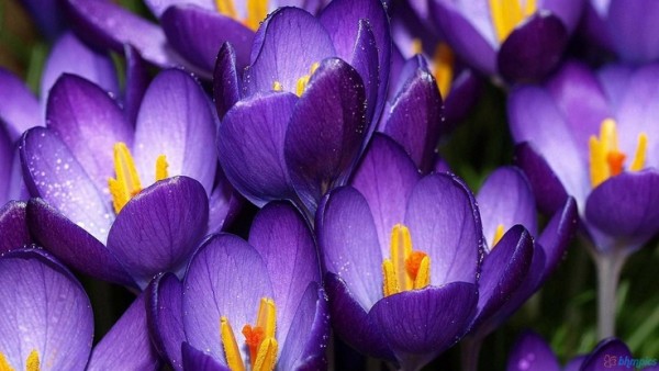 Crocus (Brandusa), o plantă de grădină înfloritoare de o mare ...