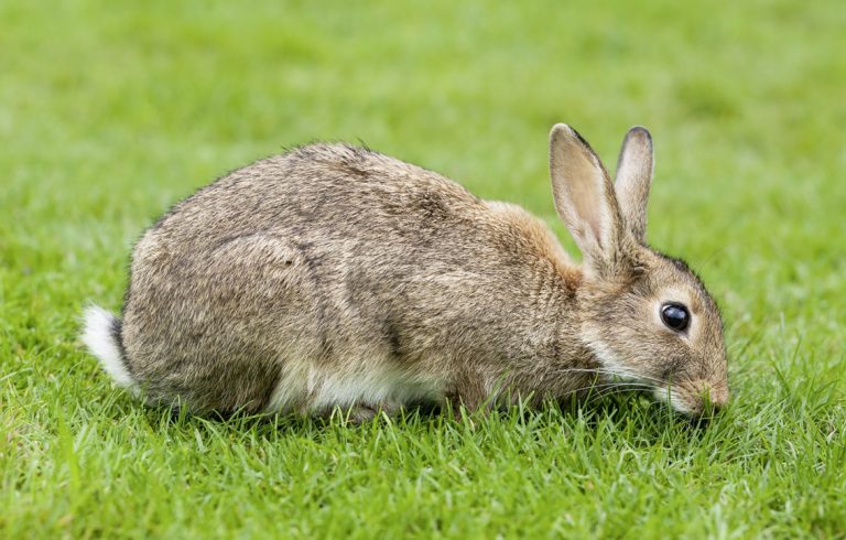 Nu te poți decide ce rasă de iepure să îți iei, află aici ...