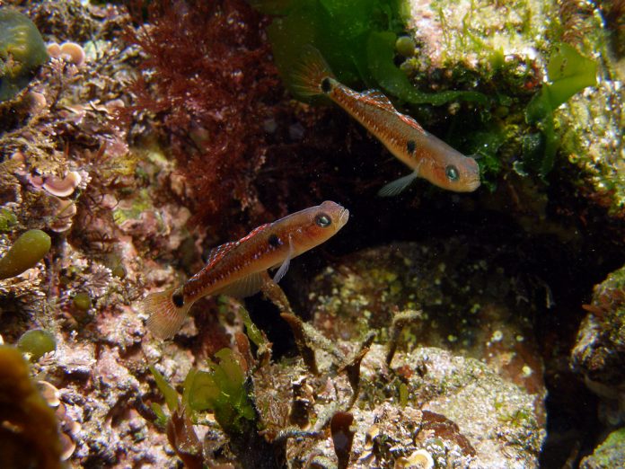 Specii de guvizi, pești care preferă fundul apei - Familist.ro