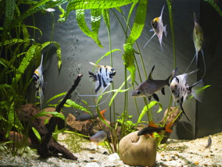 Cele mai cunoscute și populare specii de pești de acvariu, pentru ...