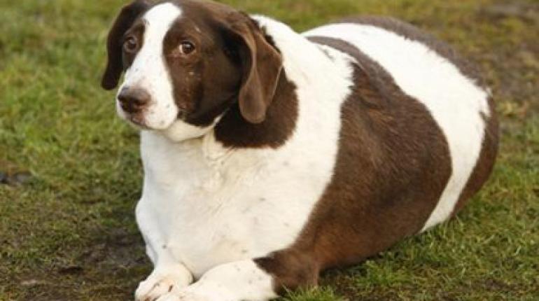 Care este greutatea ideală la câini în funcție de rasă și de mărime ...