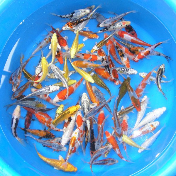 Crapi Koi, pești asemănați cu adevărate bijuterii vii pentru iazuri ...