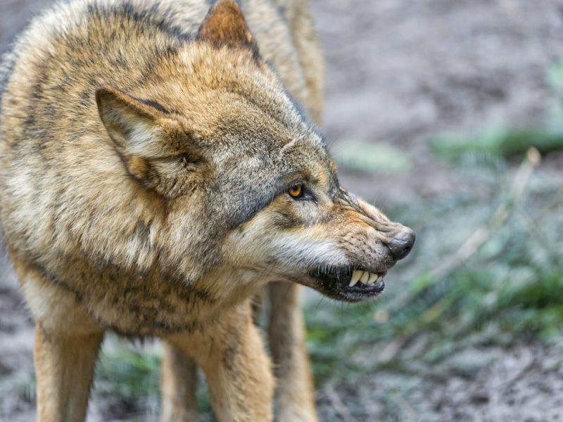 Turbarea la diferite animale, o boală infecțioasă foarte periculoasă ...