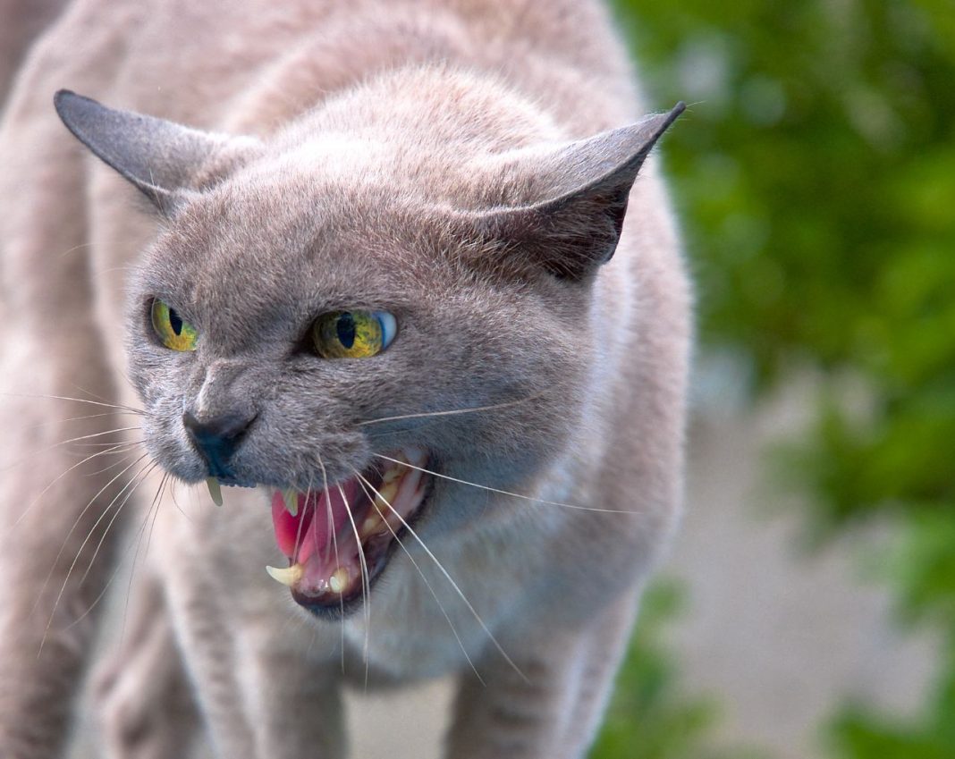 Turbarea la diferite animale, o boală infecțioasă foarte periculoasă ...
