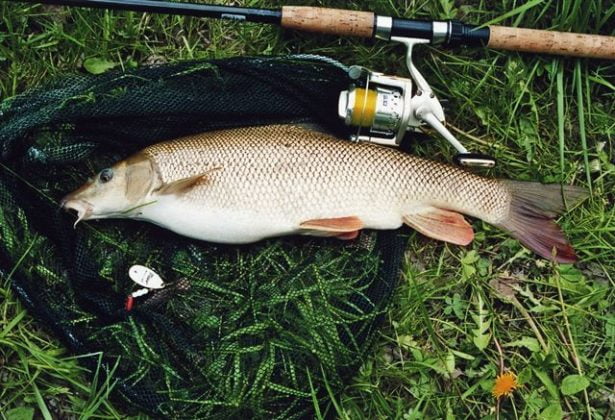Pescuitul la mreană, ce scule ai nevoie pentru a prinde acest pește ...