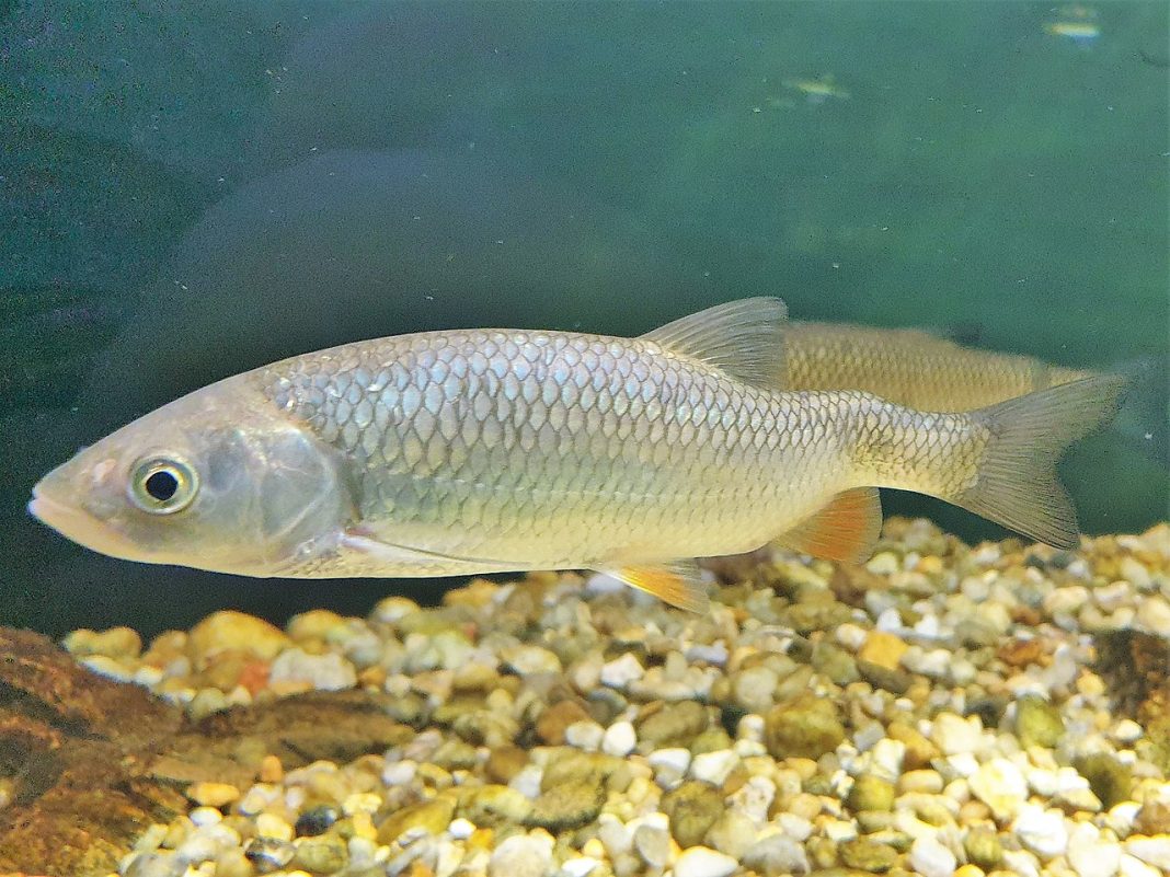 Top 10 specii de pești ce pot fi pescuiți în apele din România ...