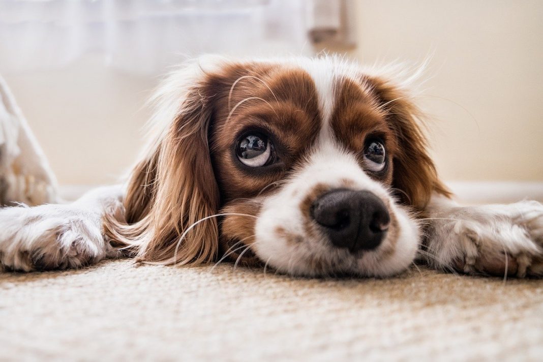 Boli genetice la câini, vezi care sunt cele mai predispuse rase ...