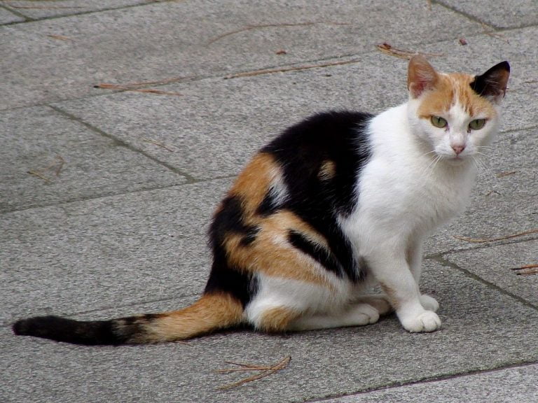 Stiați că pisicile tricolore Calico aduc noroc? Citește mai multe ...